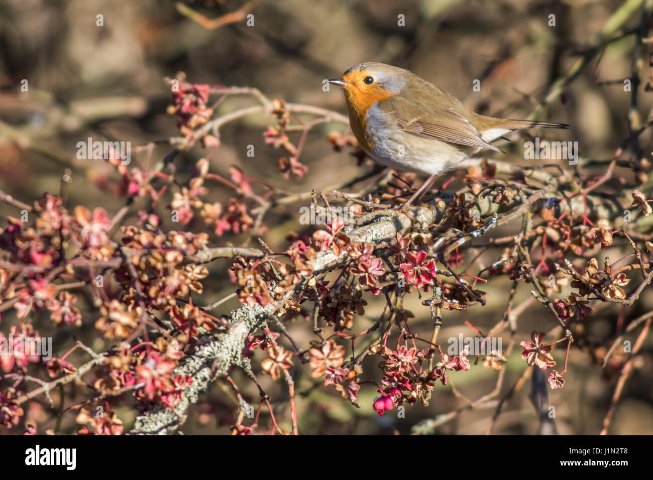 A robin redbreast is sitting on a branch Stock Photo - Alamy
