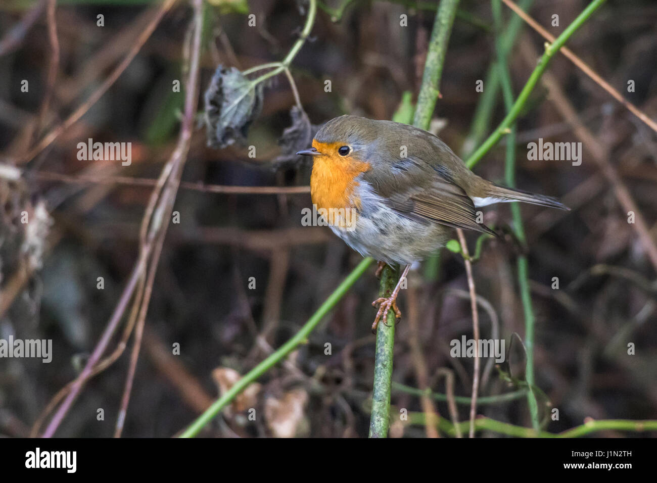 A robin redbreast is sitting on a branch Stock Photo - Alamy