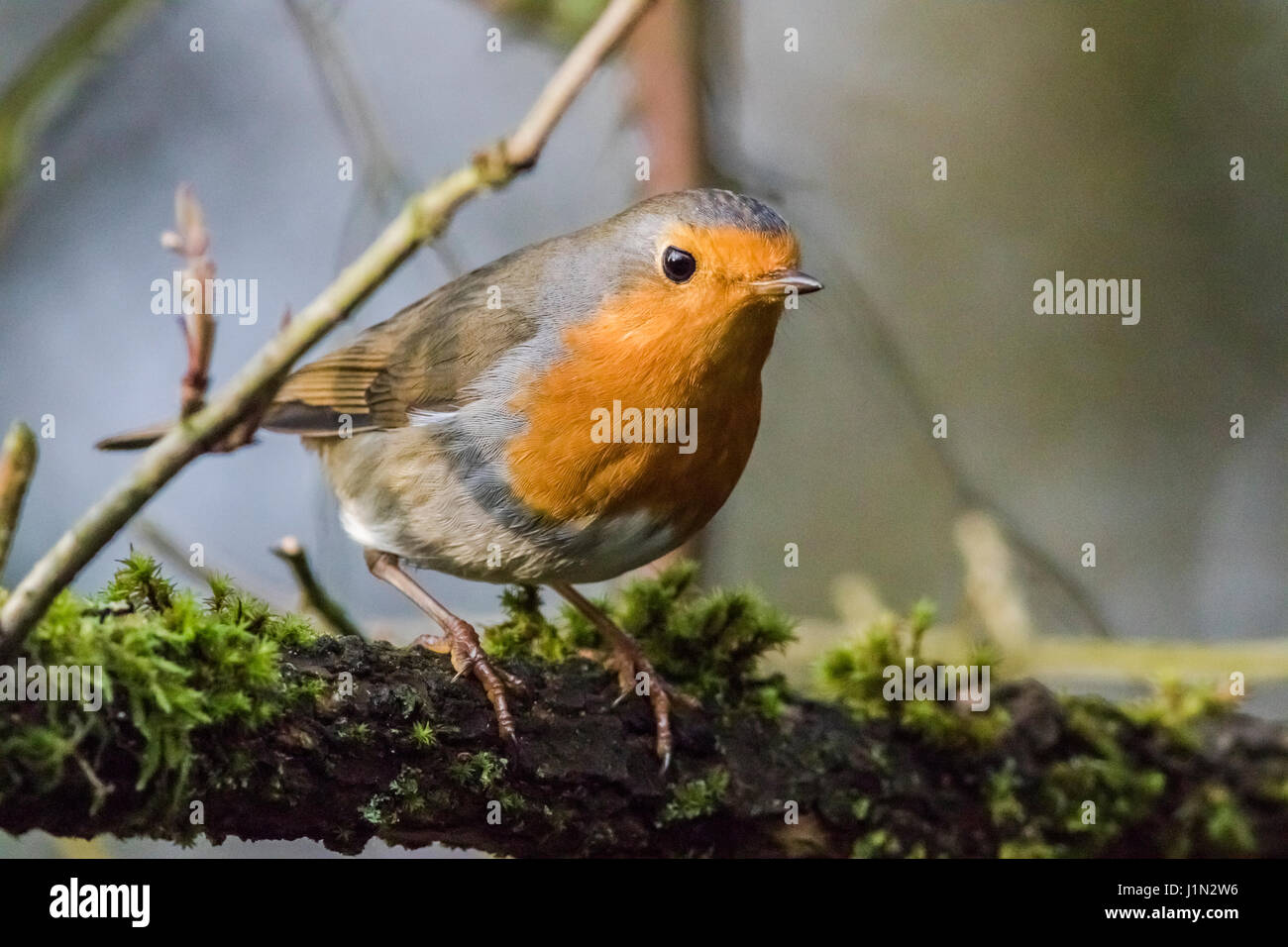 A robin redbreast is sitting on a branch Stock Photo - Alamy