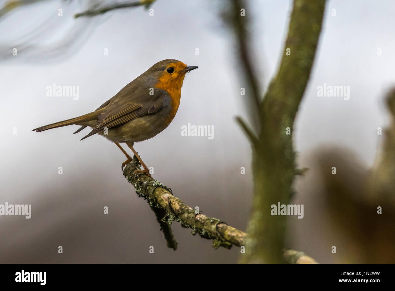 A robin redbreast is sitting on a branch Stock Photo - Alamy