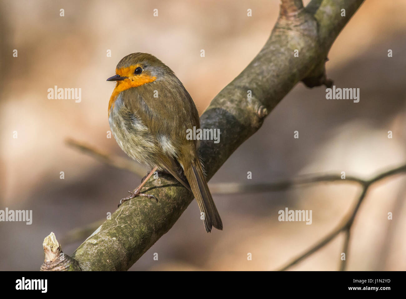 A robin redbreast is sitting on a branch Stock Photo - Alamy