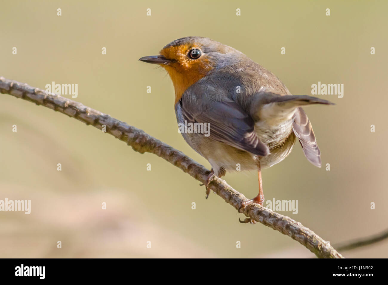 A robin redbreast is sitting on a branch Stock Photo - Alamy
