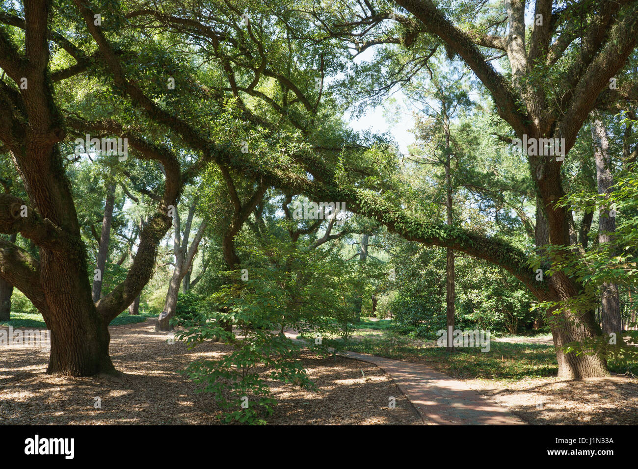 Leaning trees hi-res stock photography and images - Alamy