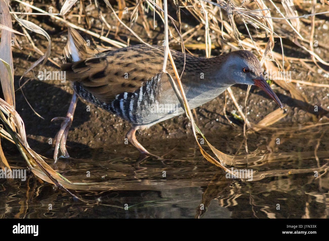 Erbach a hi-res stock photography and images - Alamy