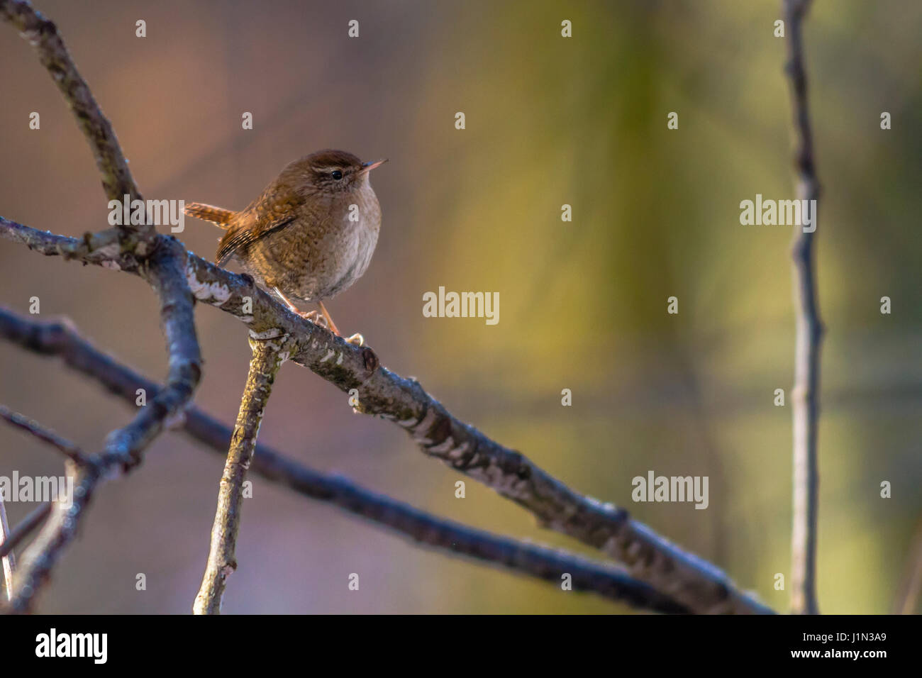 A little wren is searching for fodder Stock Photo - Alamy