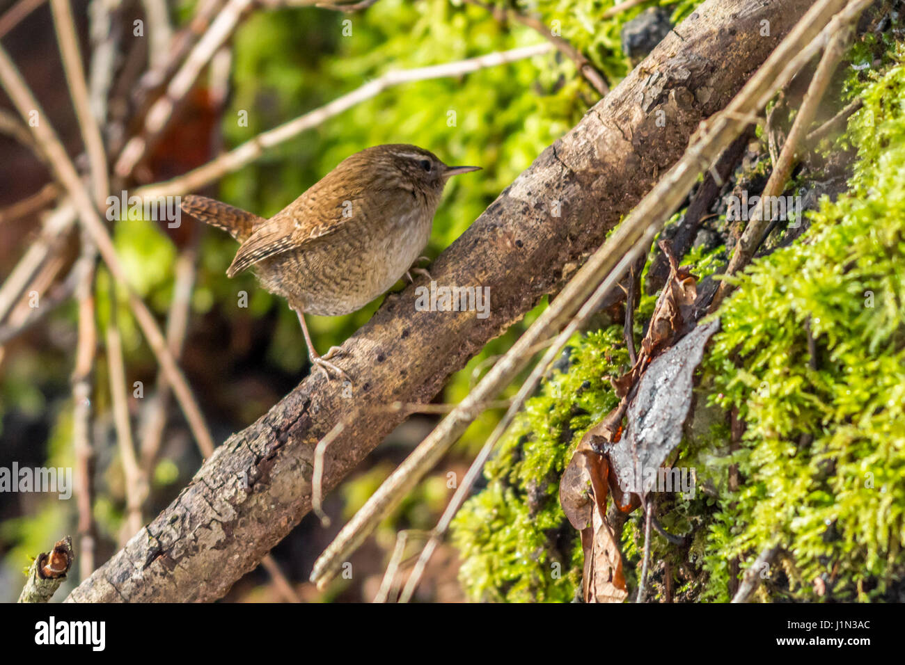 A little wren is searching for fodder Stock Photo - Alamy