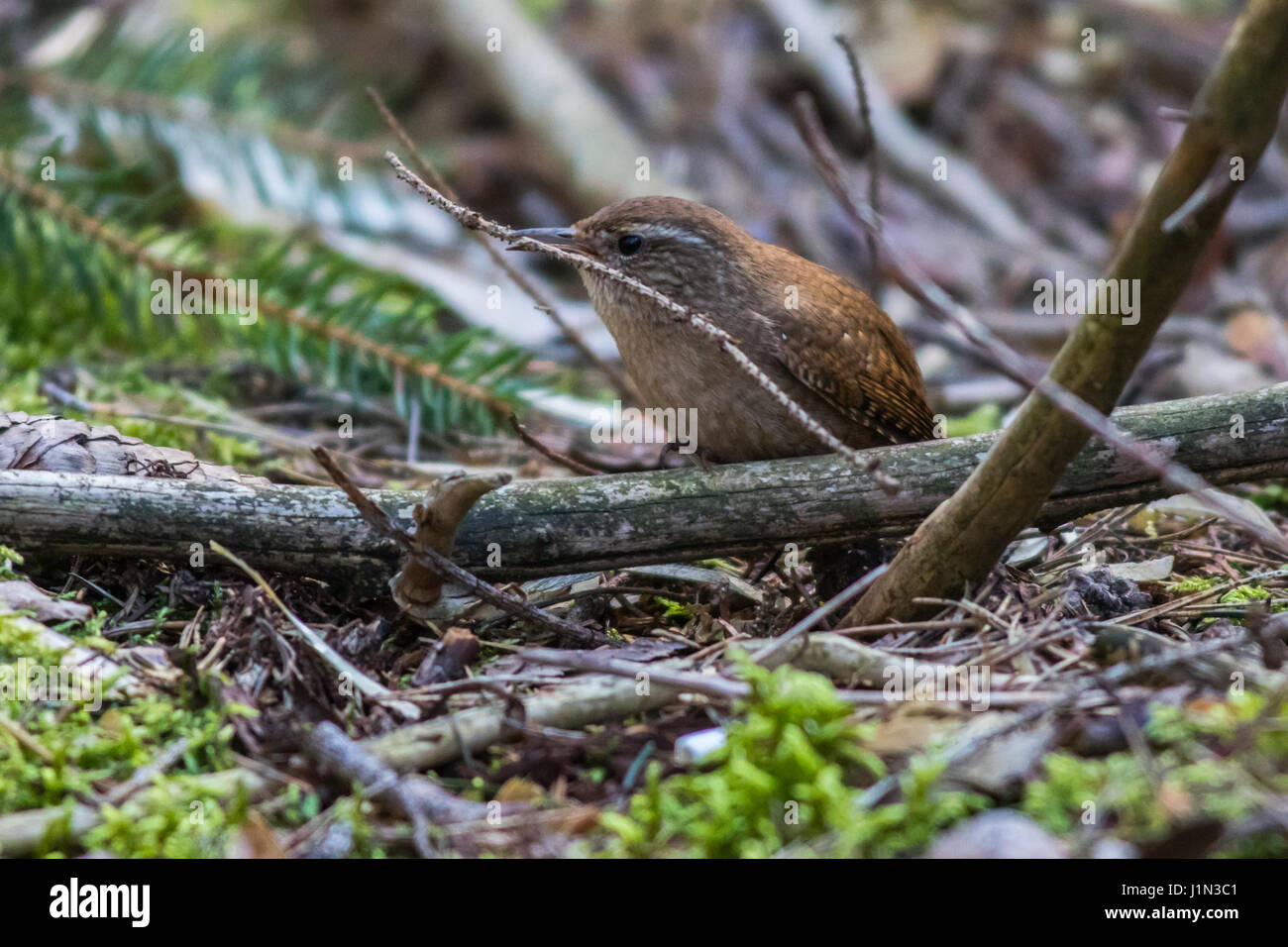 A little wren is searching for fodder Stock Photo - Alamy