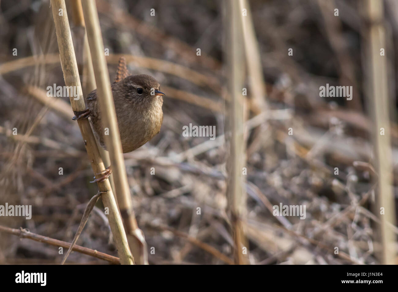 Riverside Wren High Resolution Stock Photography and Images - Alamy