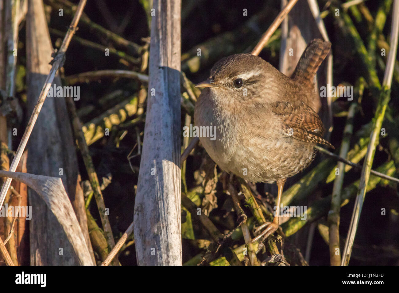 A wren in the shelf on the riverside Stock Photo - Alamy