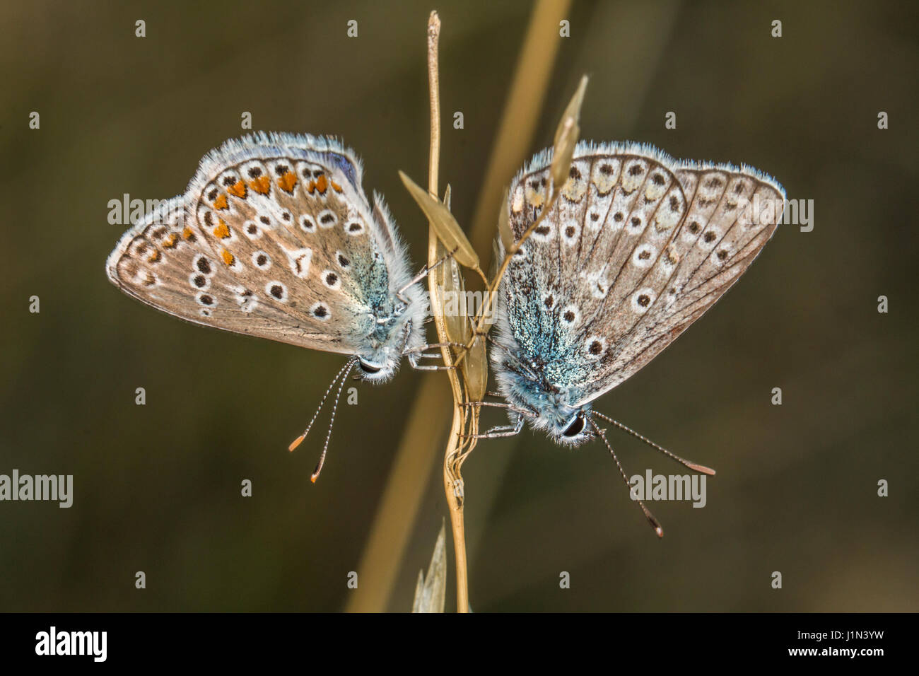 Common coppers hi-res stock photography and images - Alamy