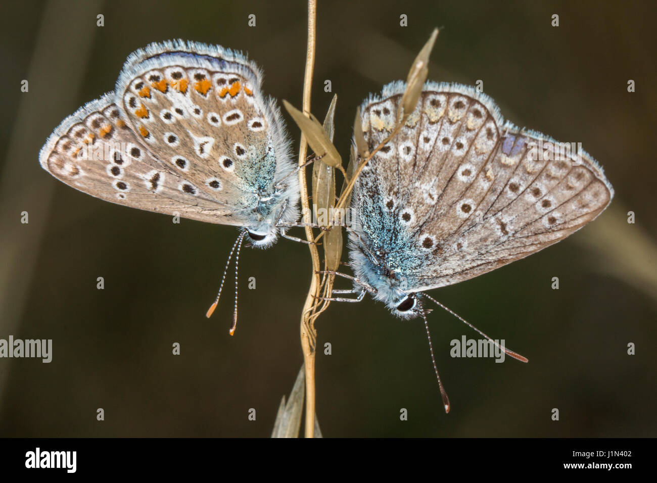 A couple of common blue by the pairing Stock Photo - Alamy