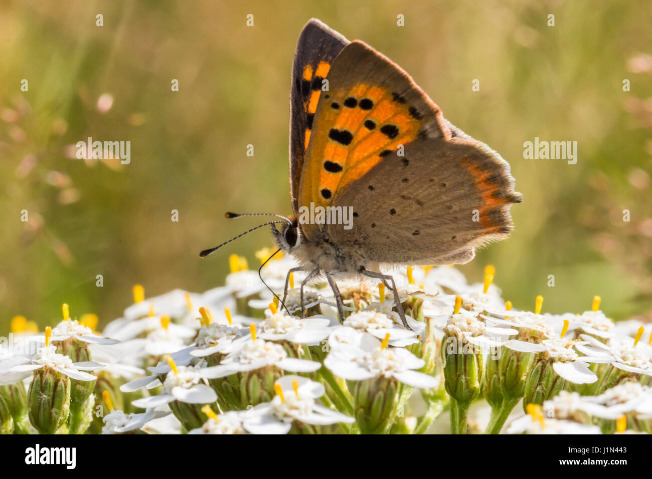 A common copper is sitting on a grass-stock Stock Photo - Alamy