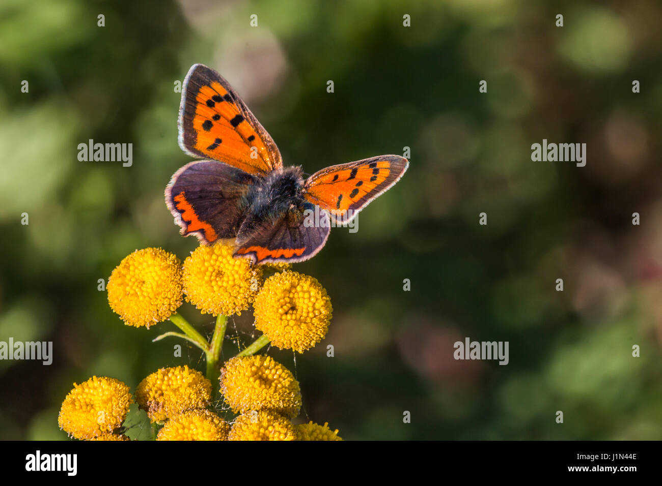 A common copper is sitting on a grass-stock Stock Photo - Alamy