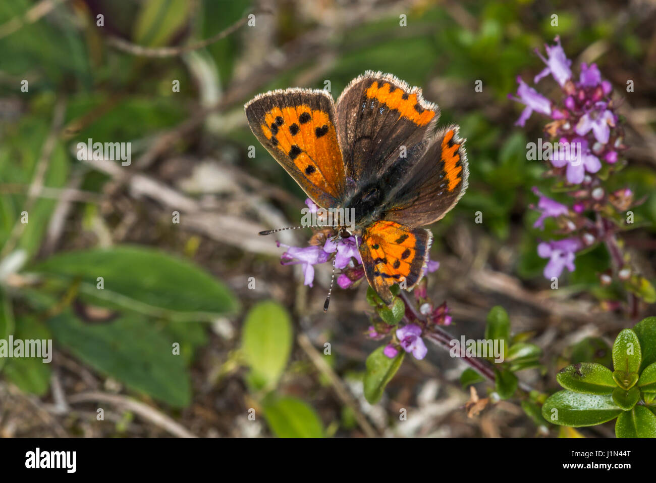 A common copper is sitting on a grass-stock Stock Photo - Alamy