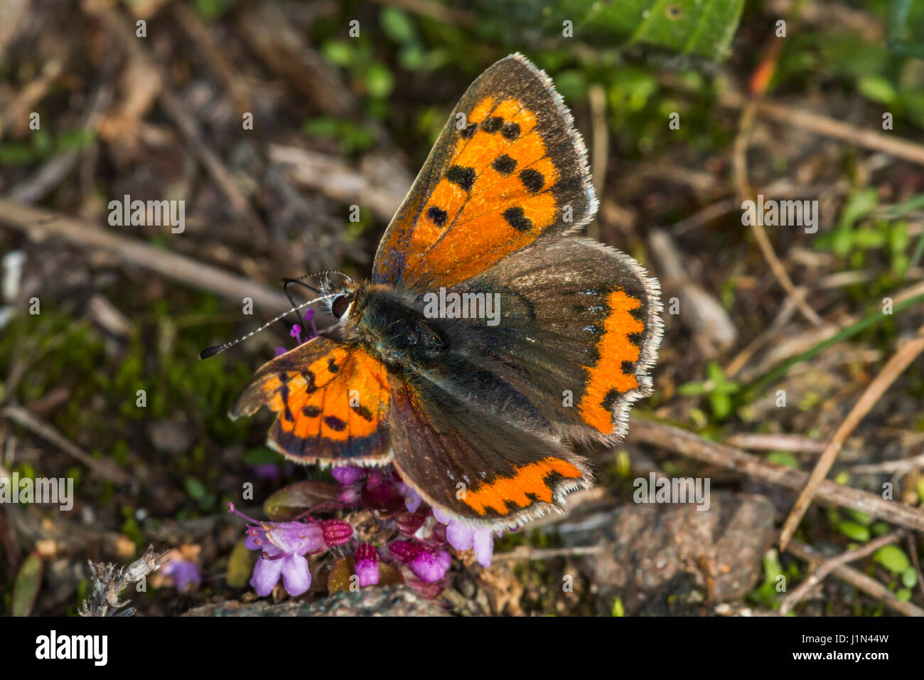 A common copper is sitting on a grass-stock Stock Photo - Alamy