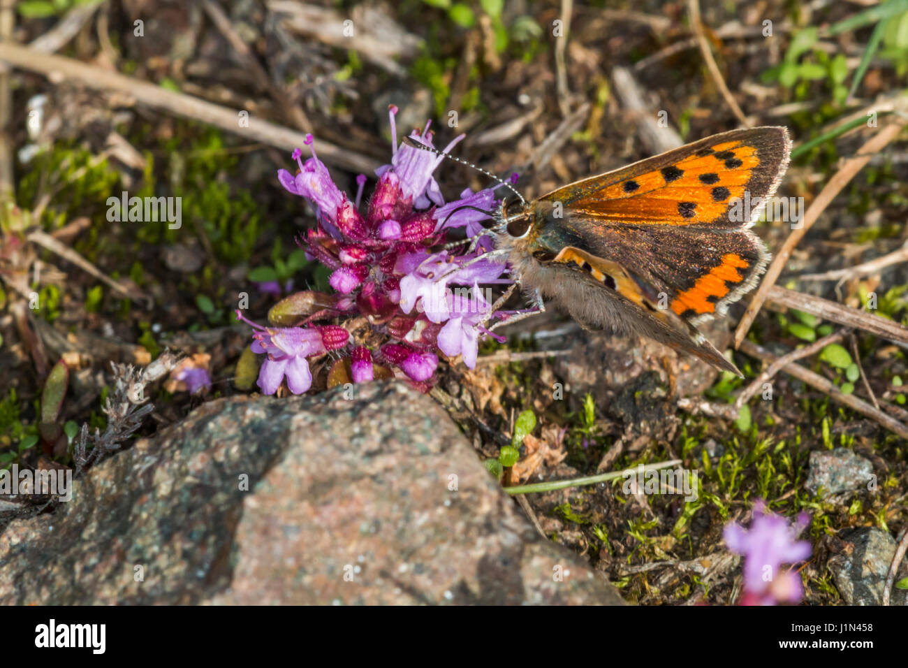 A common copper is sitting on a grass-stock Stock Photo - Alamy