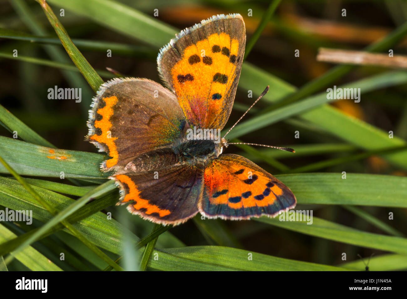 A common copper is sitting on a grass-stock Stock Photo - Alamy