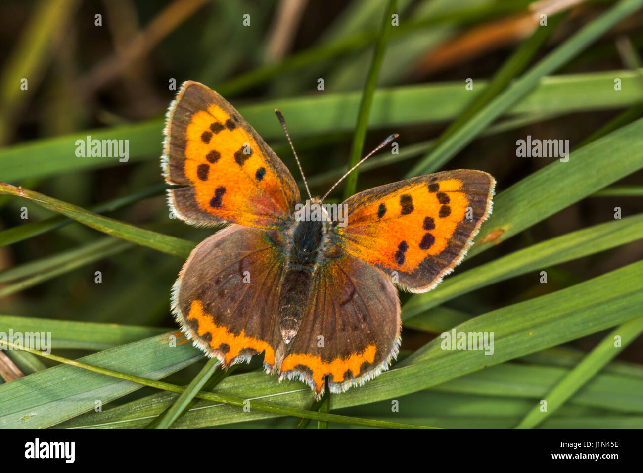 A common copper is sitting on a grass-stock Stock Photo - Alamy