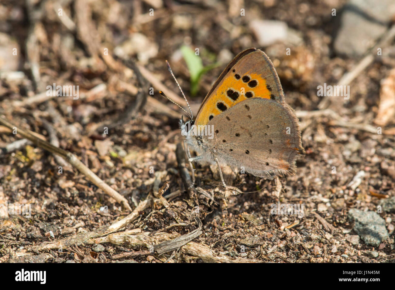 A common copper is sitting on a grass-stock Stock Photo - Alamy
