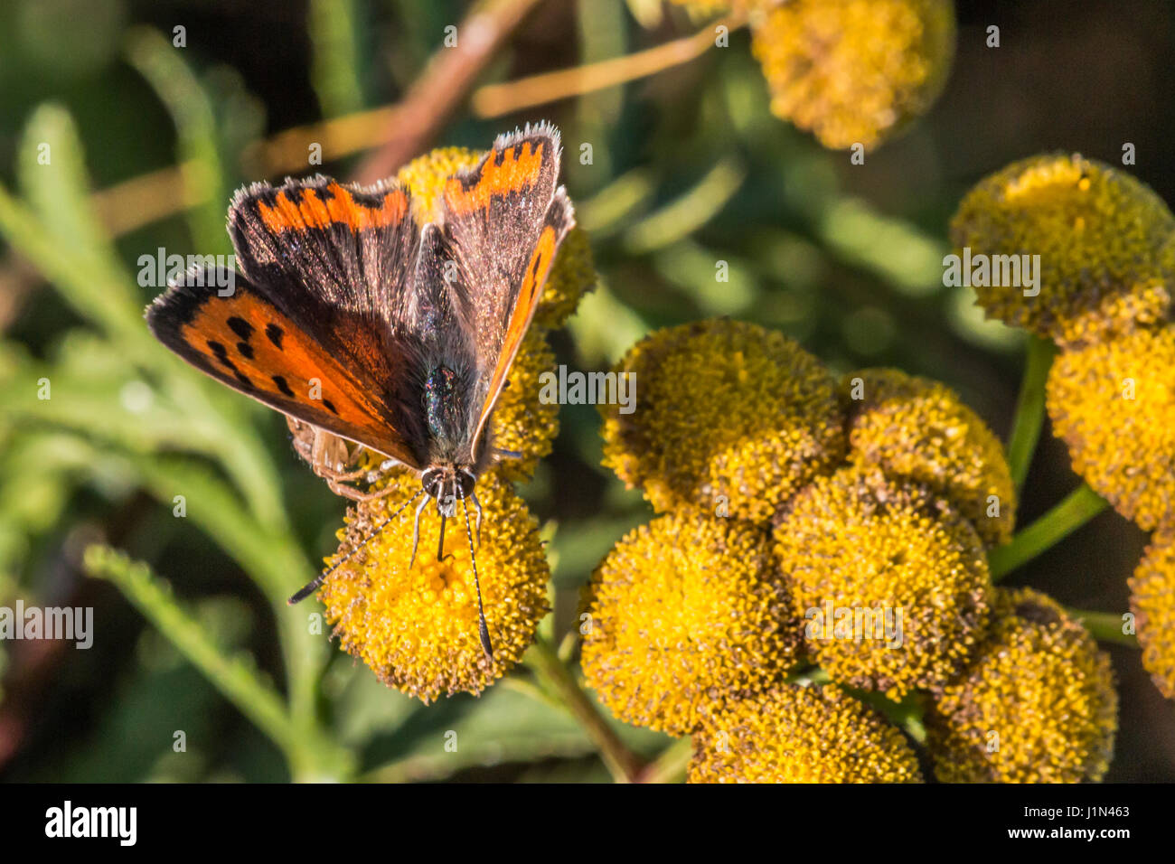 A common copper is sitting on a grass-stock Stock Photo - Alamy