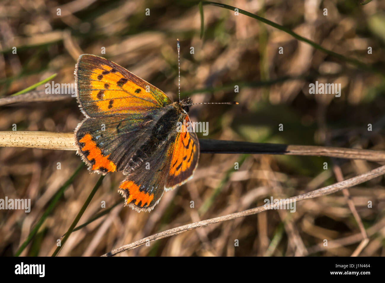 A common copper is sitting on a grass-stock Stock Photo - Alamy