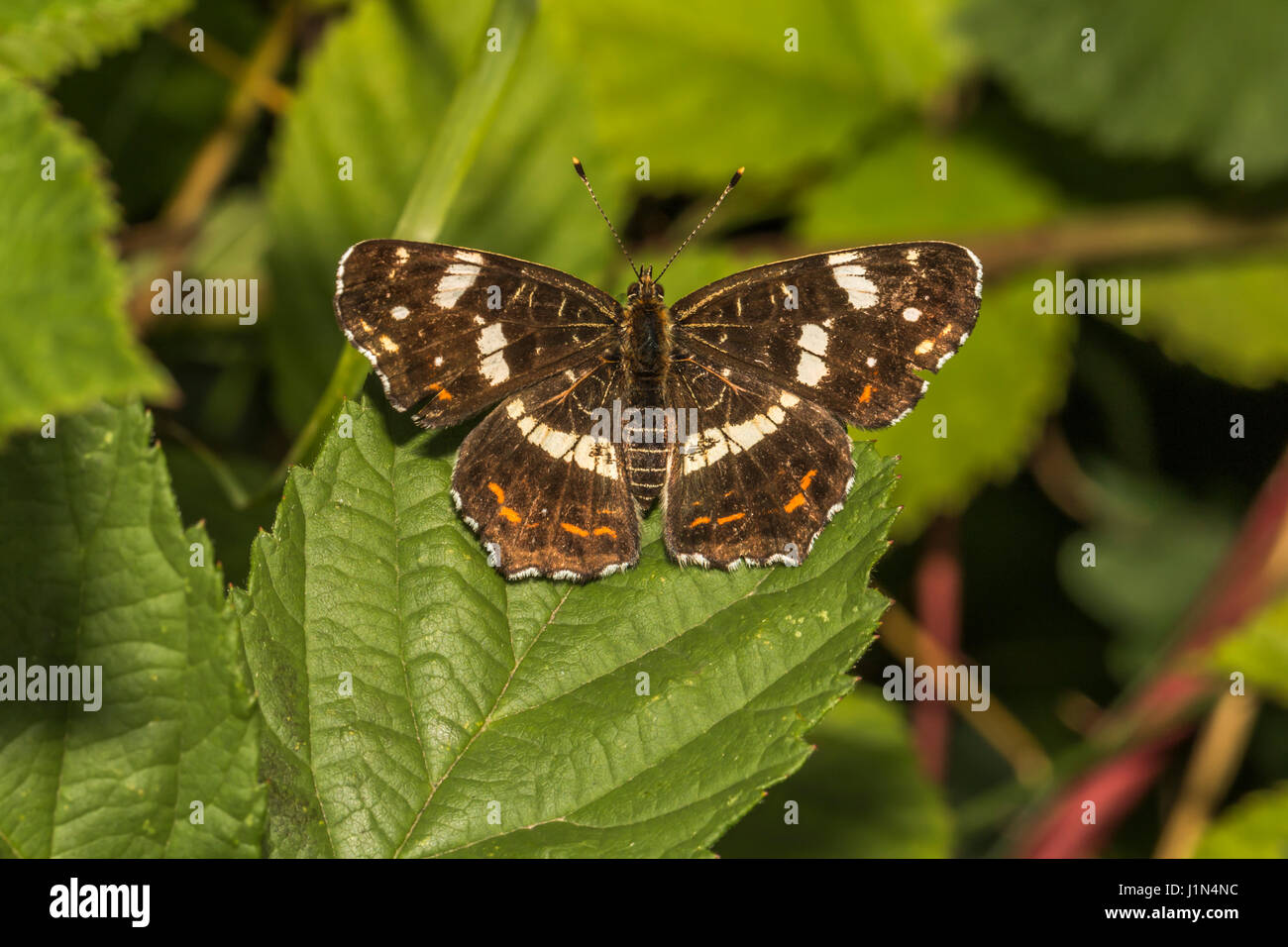 A map butterfly is sitting on a flower Stock Photo - Alamy
