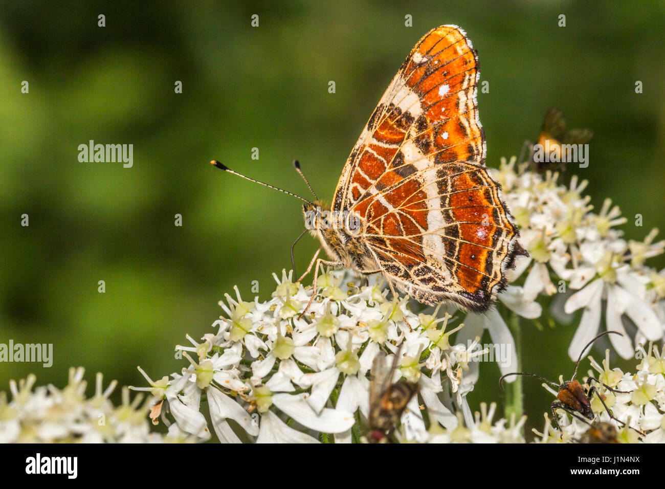 A map butterfly is sitting on a flower Stock Photo - Alamy