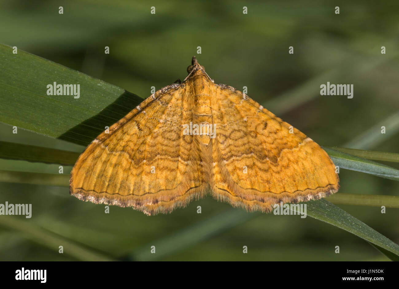 Yellow shell moth hi-res stock photography and images - Alamy