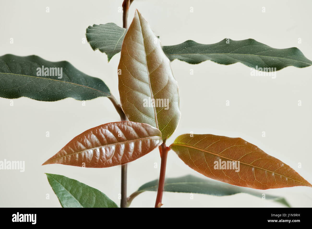 Tree seedling hi-res stock photography and images - Alamy