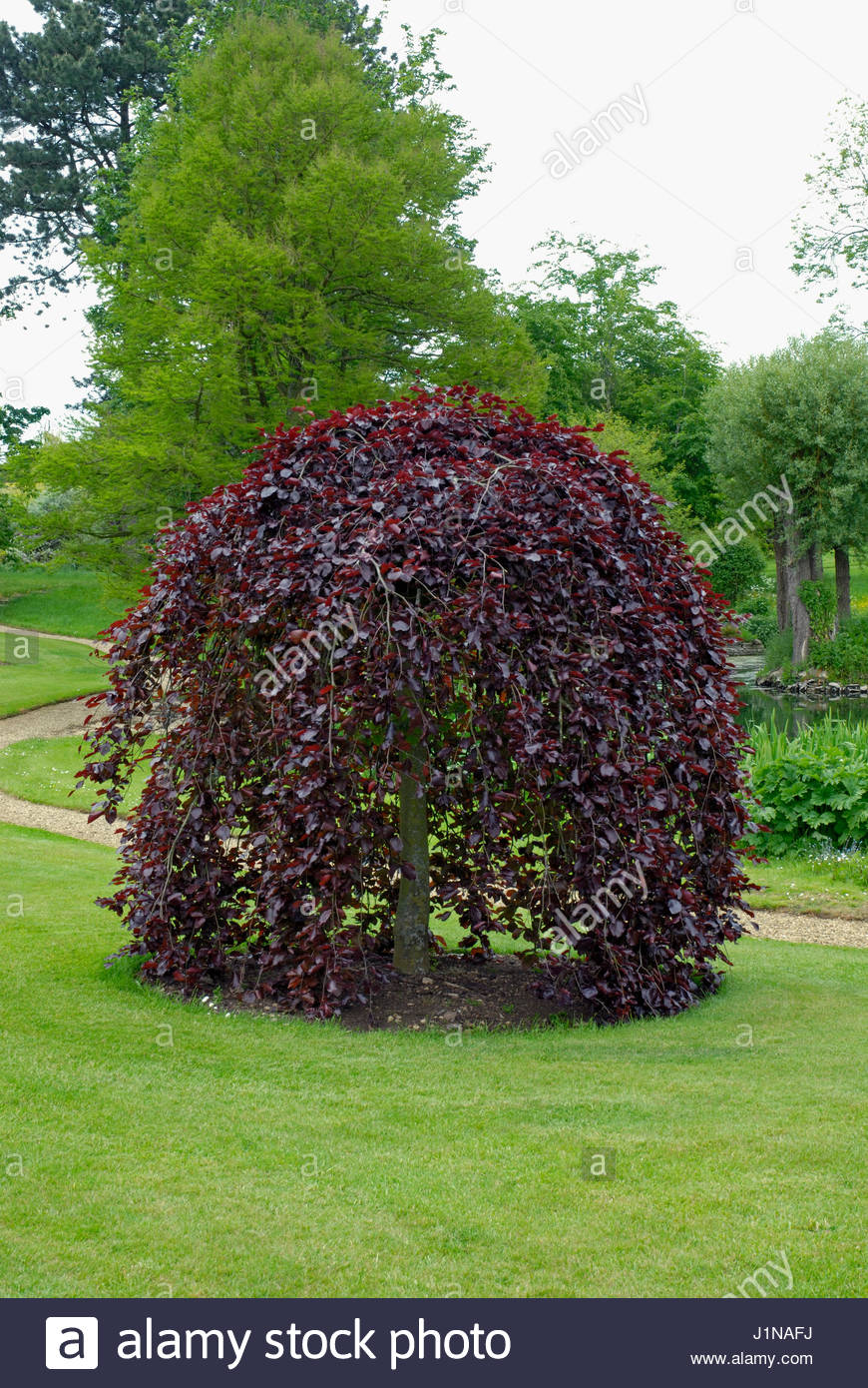 FAGUS SYLVATICA 'PURPUREA PENDULA' Stock Photo: 138766870 - Alamy