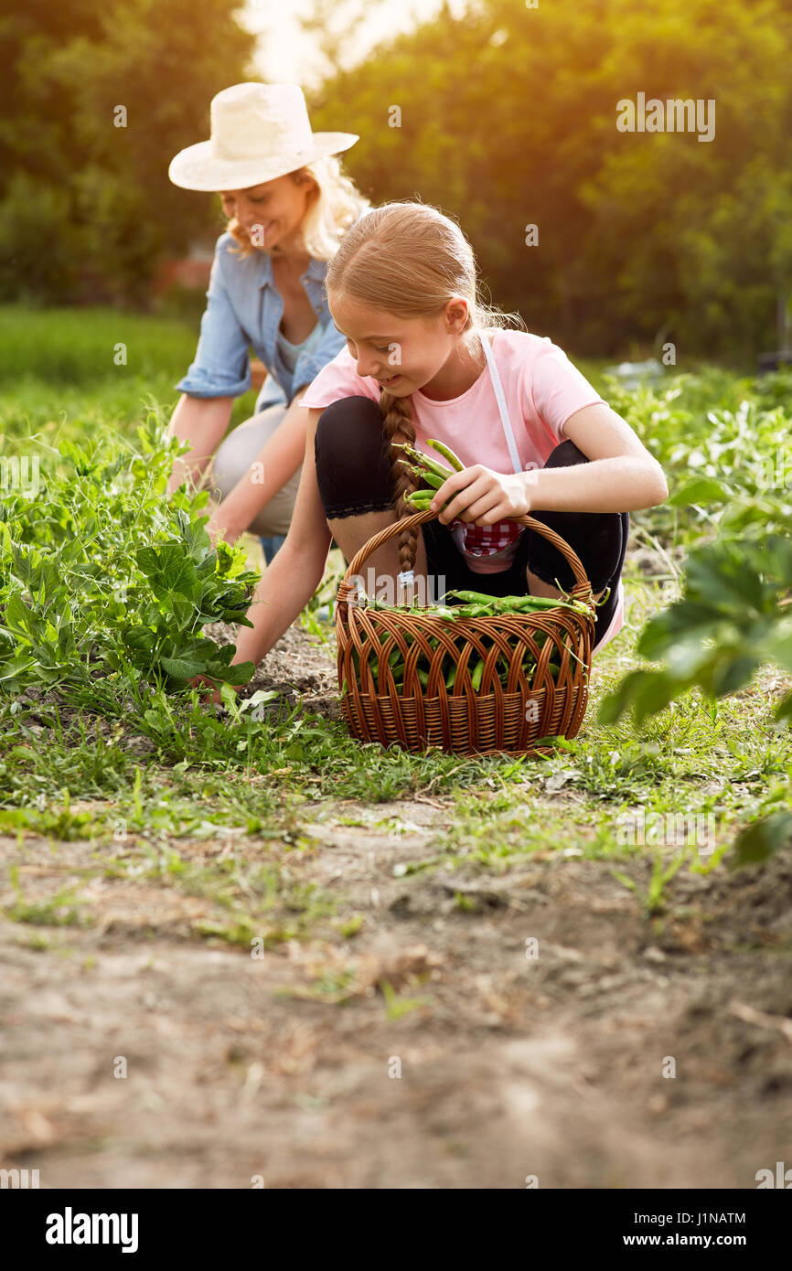 Mother and young daughter with basket full of peas in garden Stock ...