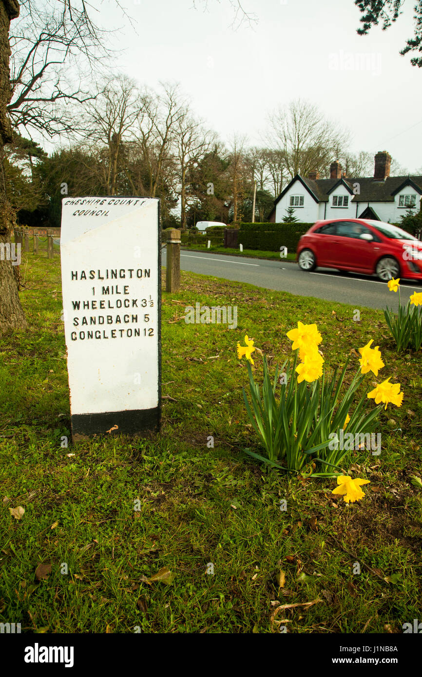 Crewe Green ,Crewe Cheshire, in the springtime with daffodils growing ...