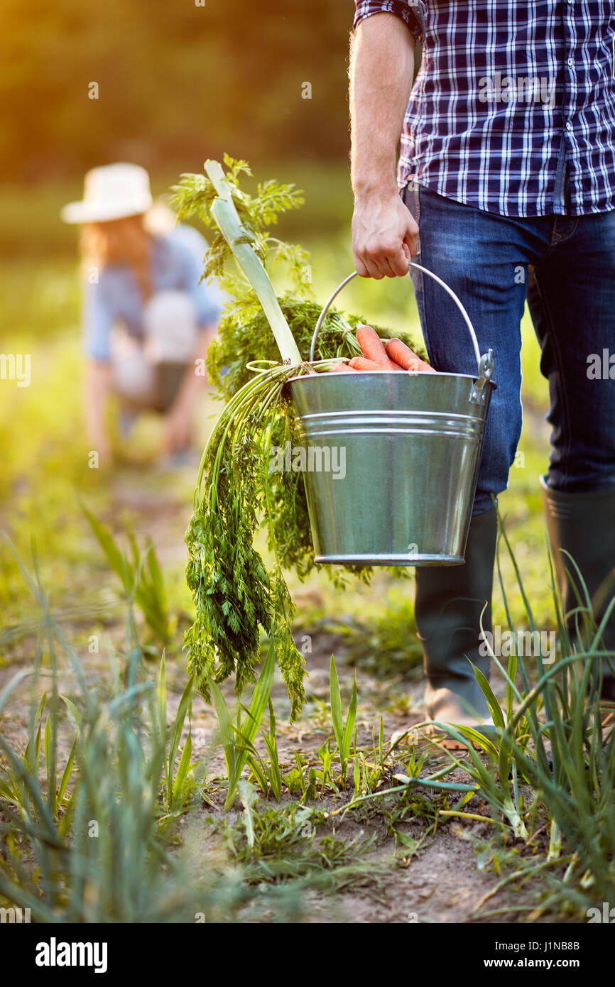 Growing carrots bucket hi-res stock photography and images - Alamy
