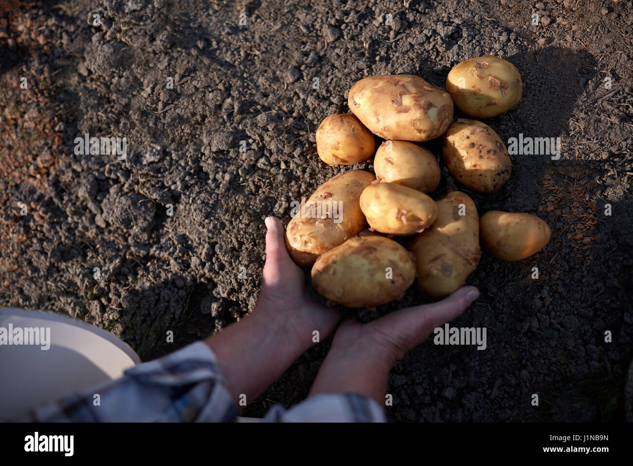 Potatoes in soil hi-res stock photography and images - Alamy