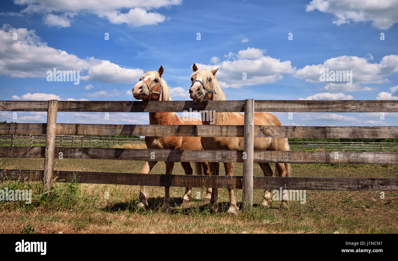 Two beautiful horses over a fence on farm Stock Photo - Alamy