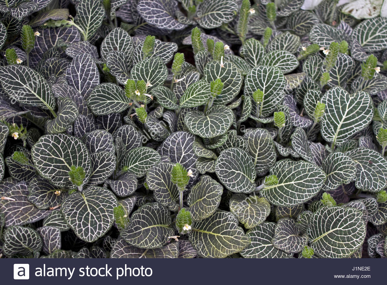 Fittonia Albivenis Stock Photos & Fittonia Albivenis Stock Images - Alamy