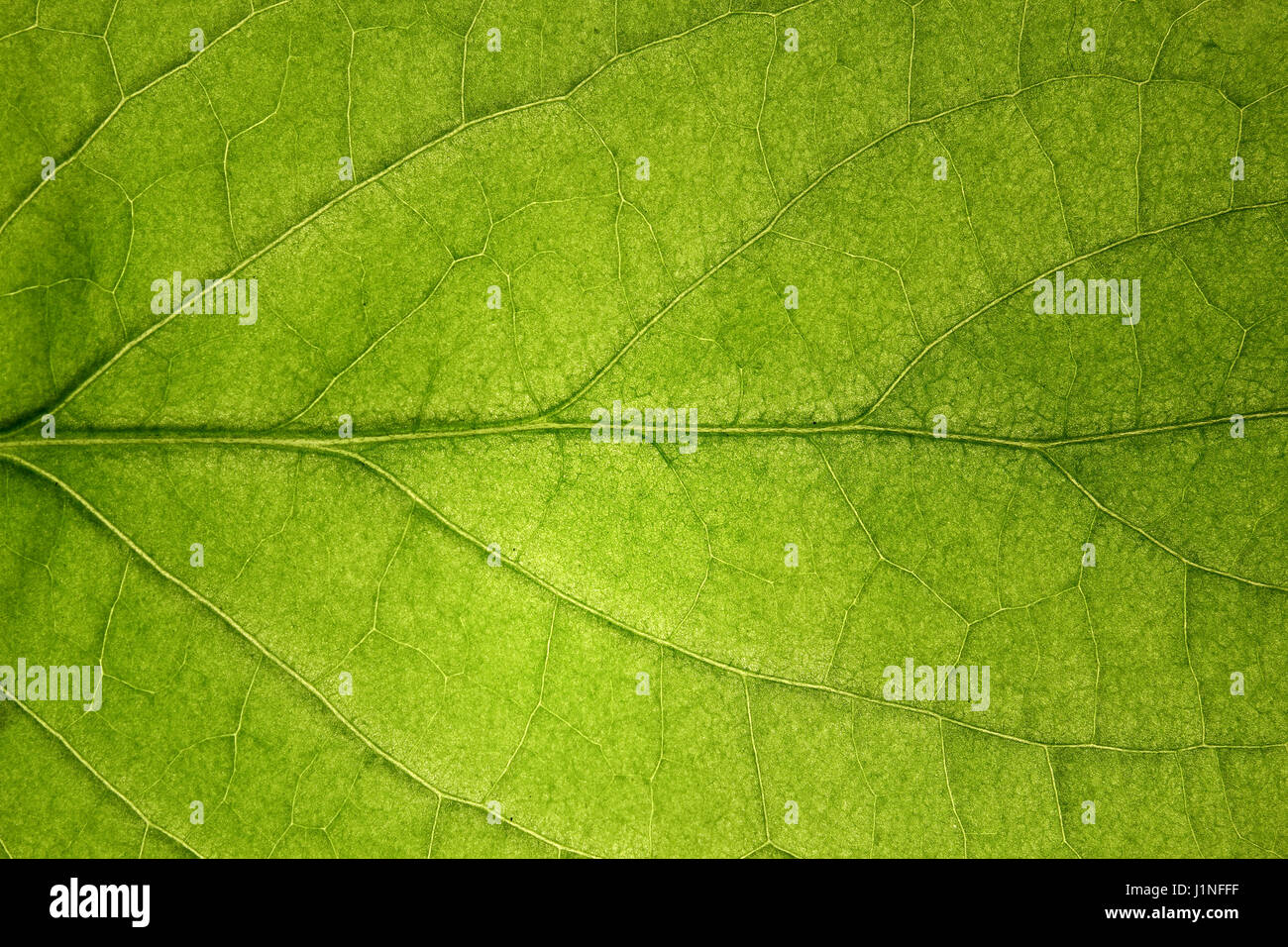 Ovate leaf shape hi-res stock photography and images - Alamy