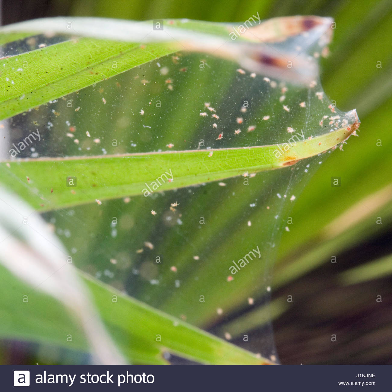 Red Spider Mite Stock Photos & Red Spider Mite Stock Images - Alamy