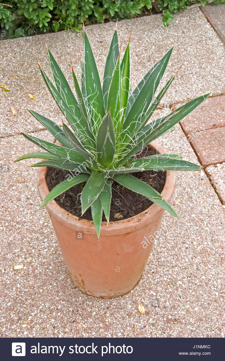 Agave Filifera Stock Photos & Agave Filifera Stock Images - Alamy