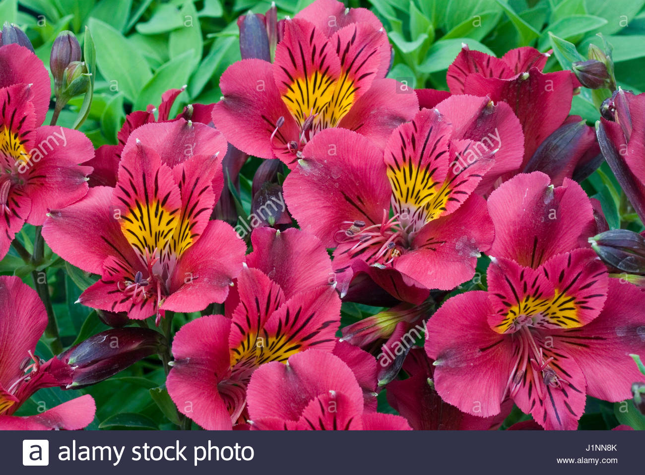 Leyla Stock Photos & Leyla Stock Images - Alamy