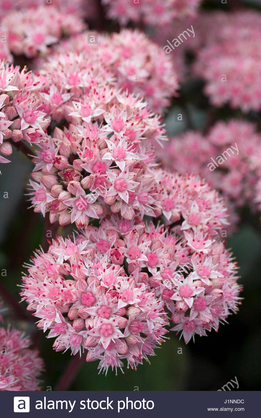 Sedum Matrona Stock Photos & Sedum Matrona Stock Images - Alamy
