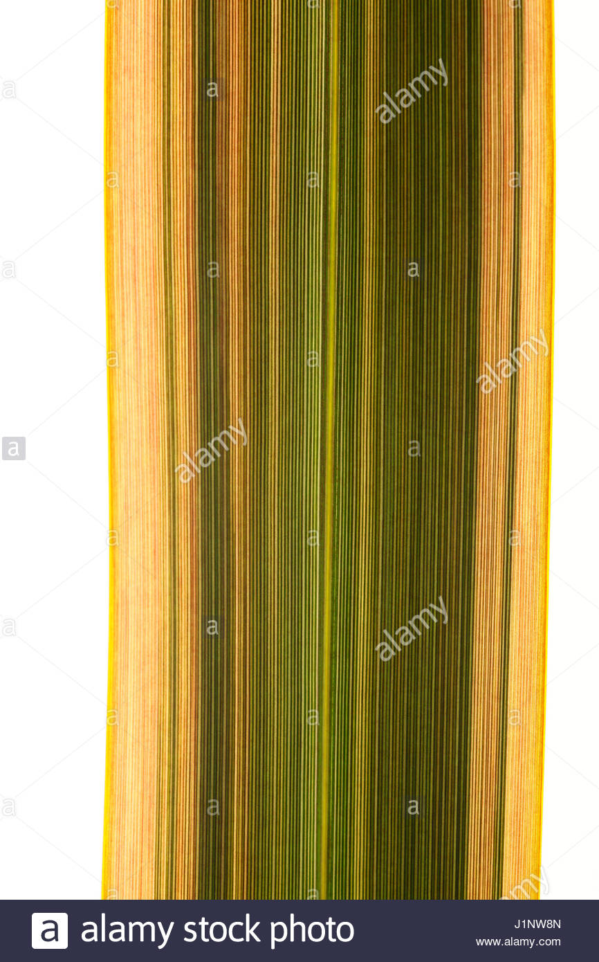 Phormium New Zealand Flax Foliage Stock Photos & Phormium New Zealand ...