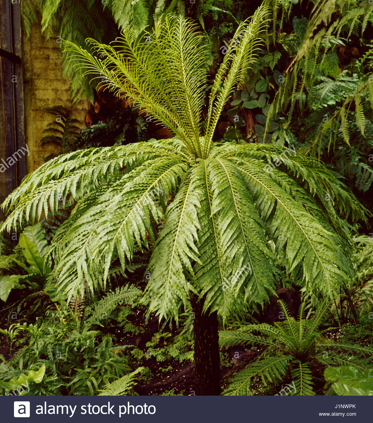 Blechnaceae Stock Photos & Blechnaceae Stock Images - Alamy