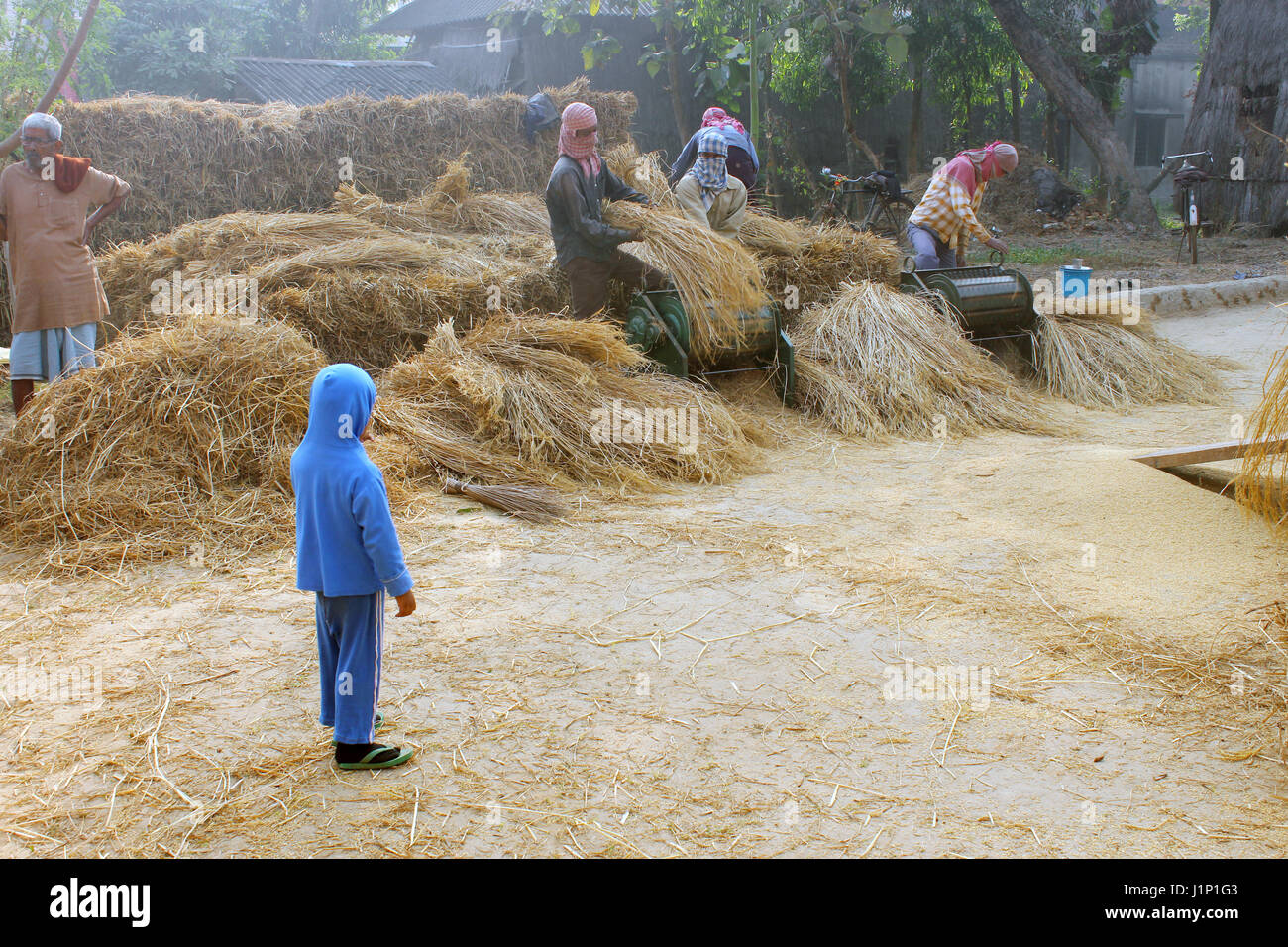 People are seen at the work of harvesting ripe paddy. They are doing ...