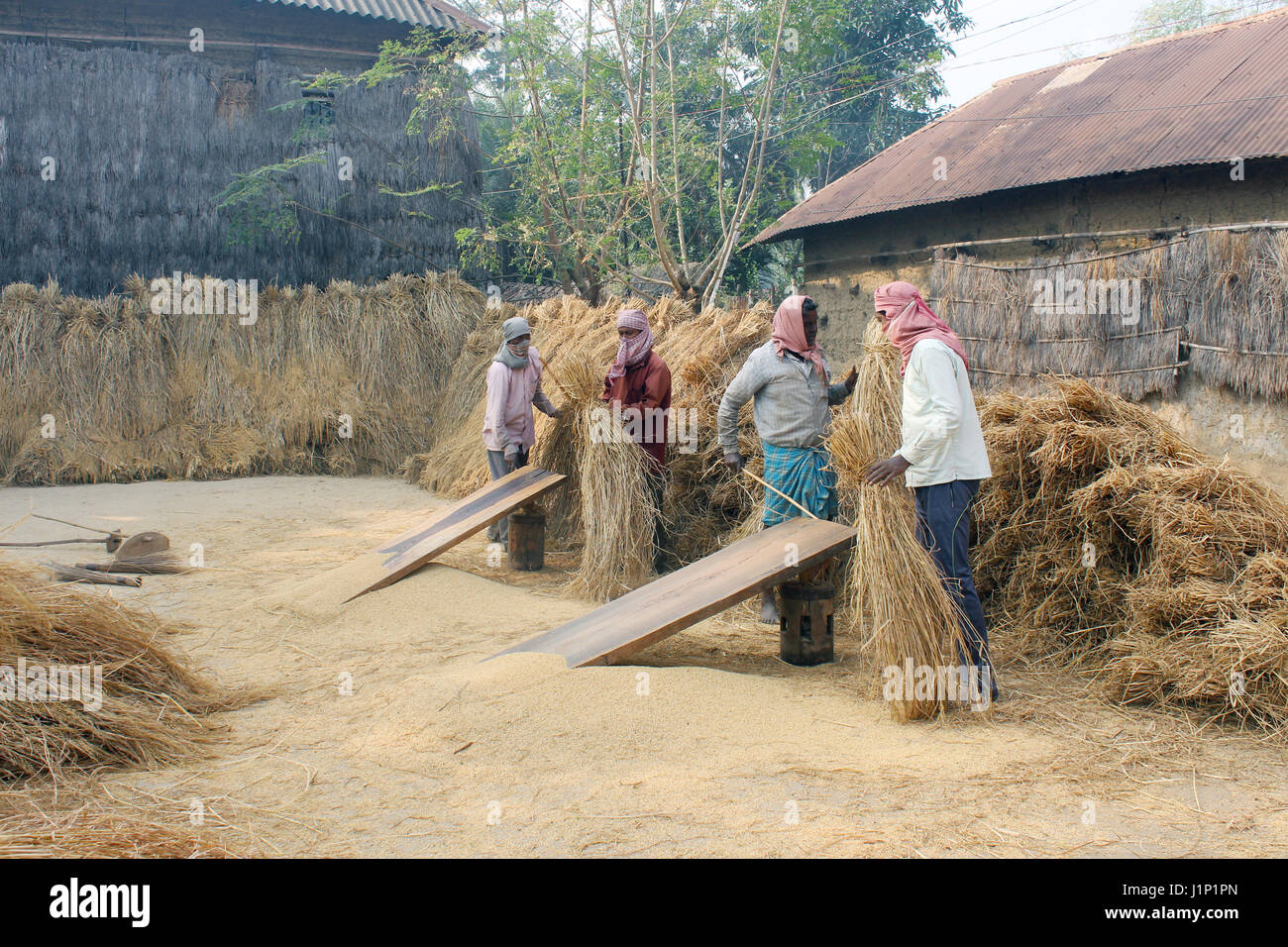 People are seen at the work of harvesting ripe paddy. They are doing ...