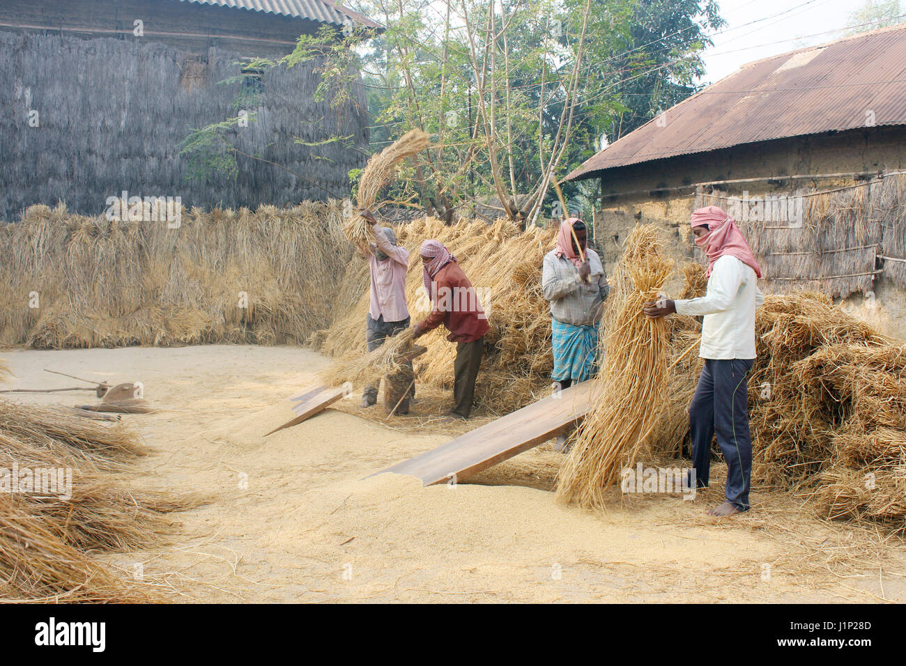 People are seen at the work of harvesting ripe paddy. They are doing ...