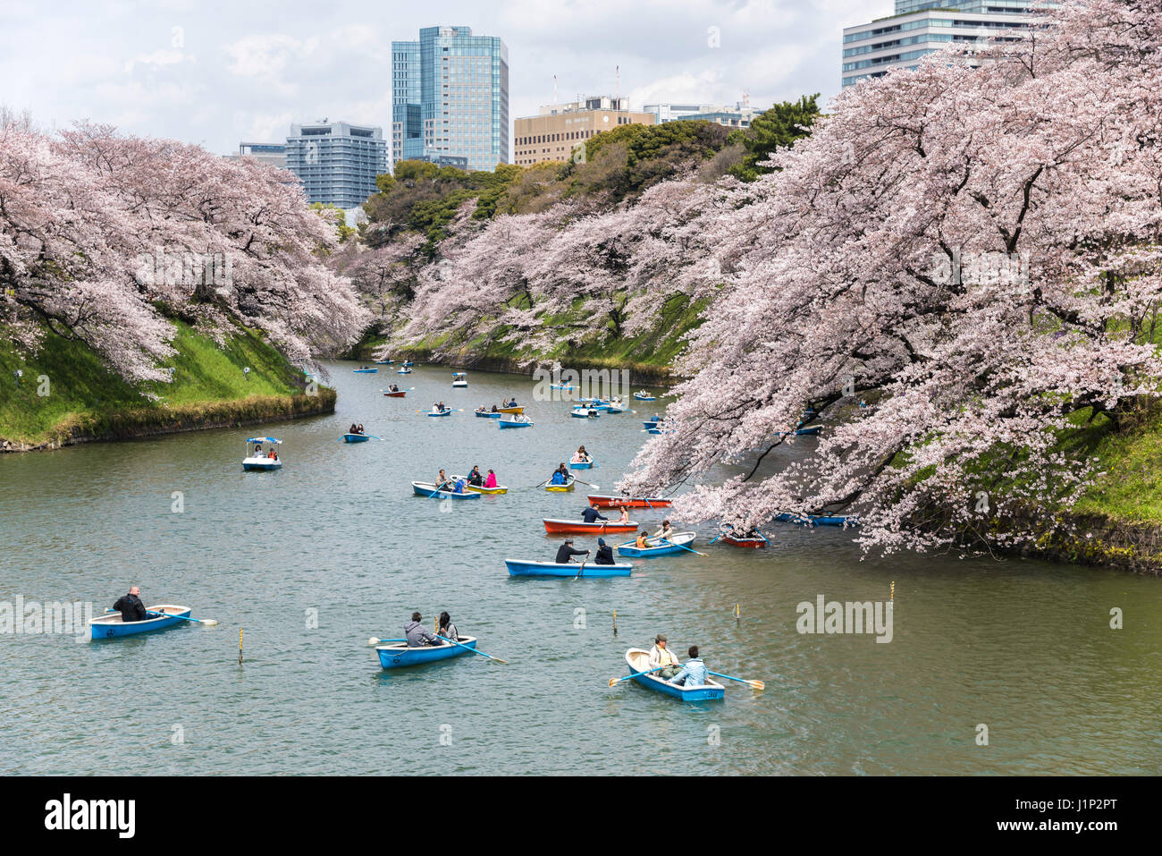 Cherry blossom,Chidorigafuchi,Kitanomaru Park,Chiyoda-Ku,Tokyo,Japan ...
