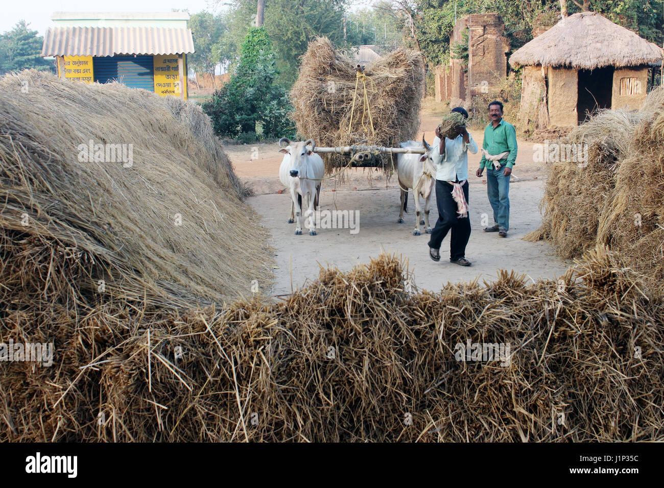 People are seen at the work of harvesting ripe paddy. They are doing ...
