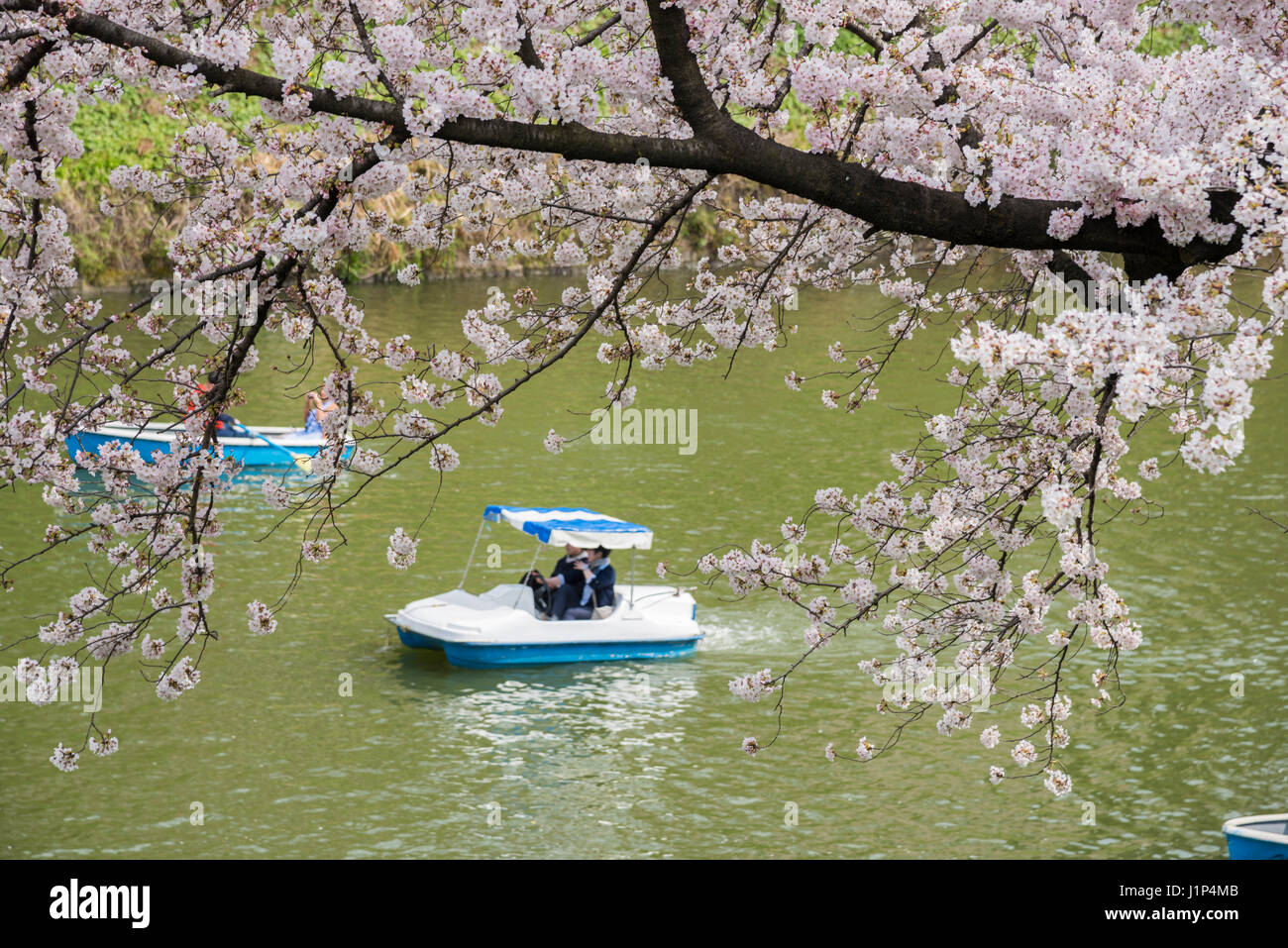 Cherry blossom,Chidorigafuchi,Kitanomaru Park,Chiyoda-Ku,Tokyo,Japan ...