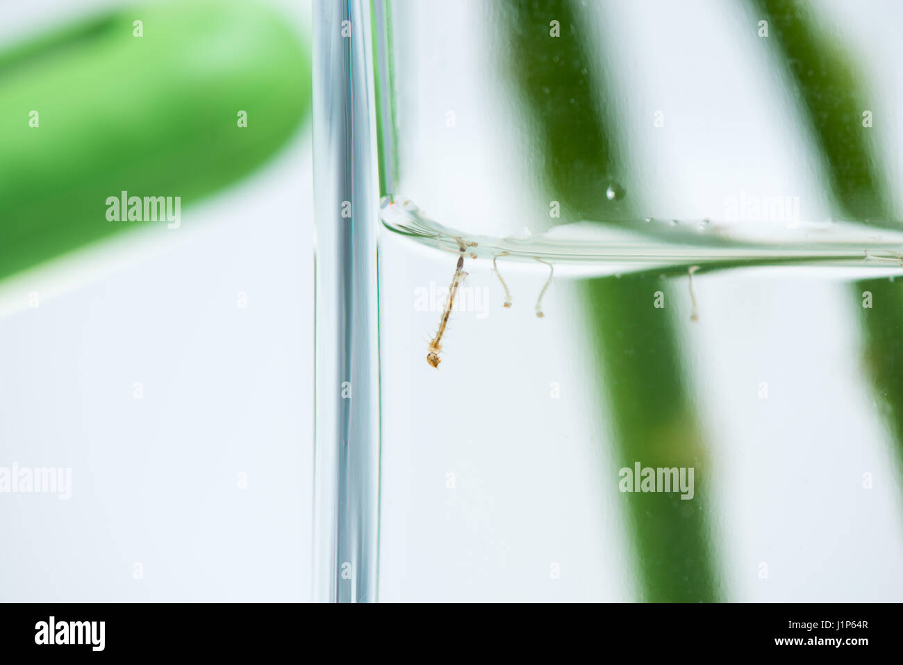Mosquito larvae hi-res stock photography and images - Alamy